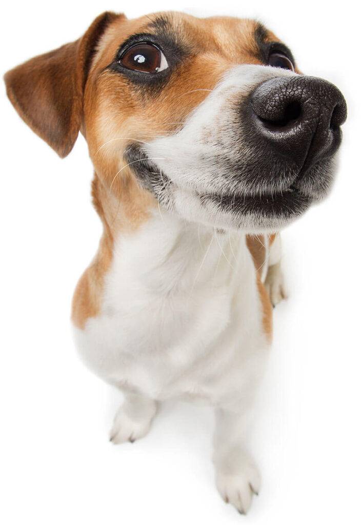 O.T.E. Hieronta® - Iloinen Koira